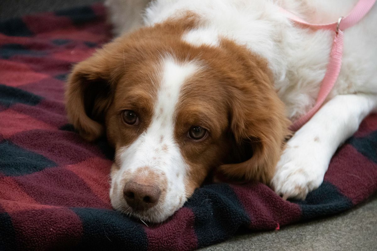 New Client Form | Elko Veterinary Clinic